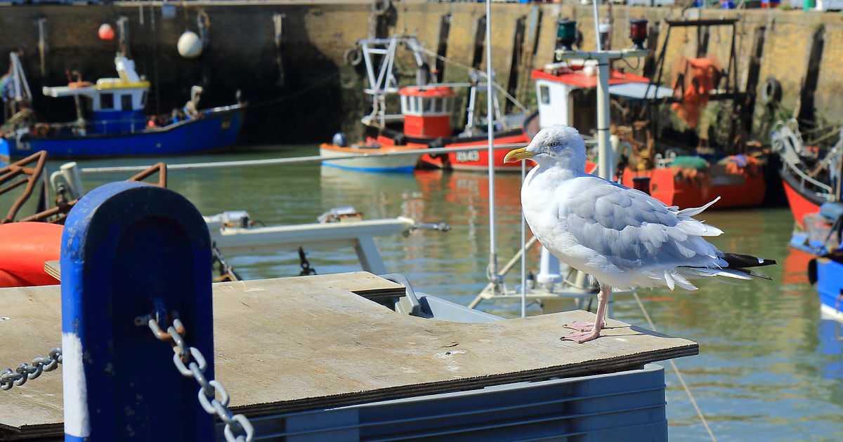 Where to Eat in Whitstable | The Good Food Guide